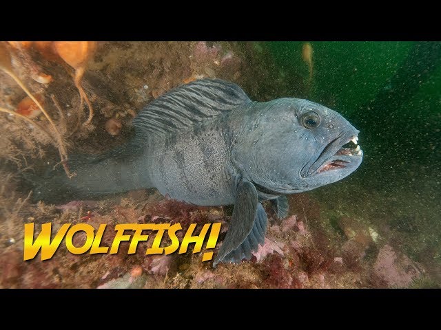 Atlantic Wolffish Bite Force