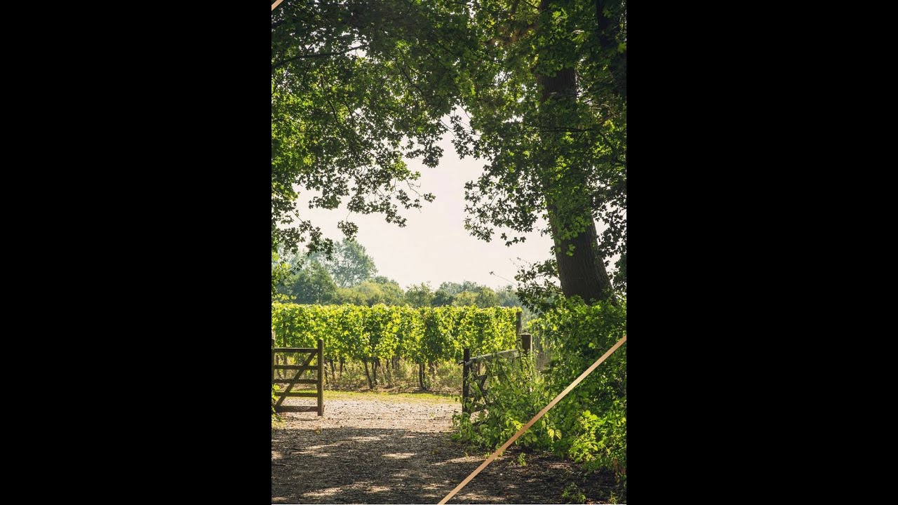 #VineyardChat w Simon Roberts, winemaker at Ridgeview winery in England ...