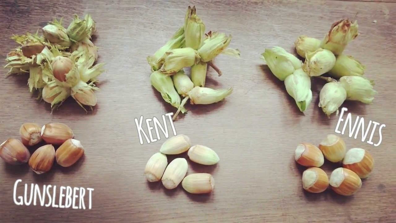 Know your Cobnuts - YouTube