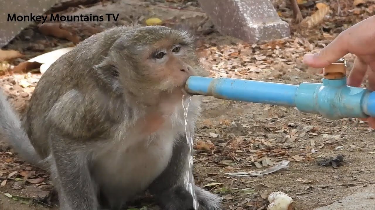 monkey drinks the water on Pipes - omg monkey nina calls baby nino ...