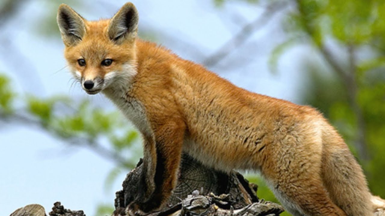 All 5 Species of Foxes in North America - YouTube