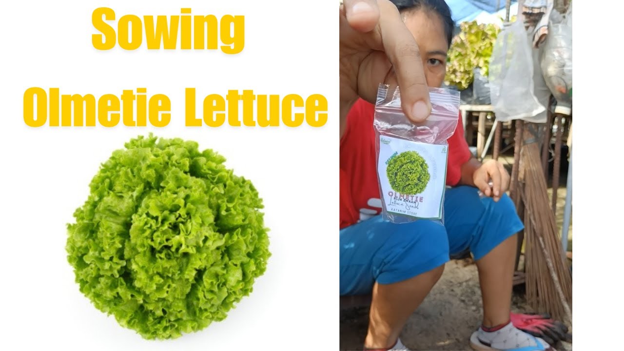Sowing Olmetie Lettuce - YouTube