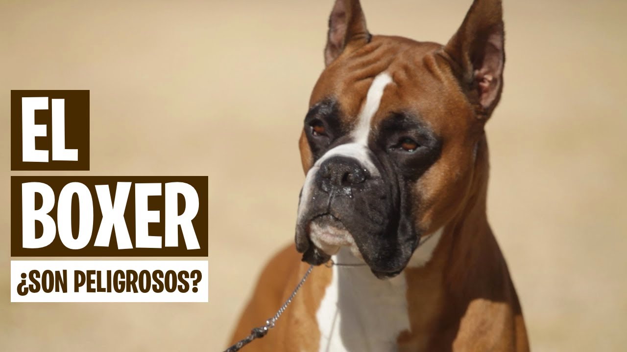 ¿El bóxer es un perro peligroso? Conoce mas sobre la raza de perros boxer - YouTube