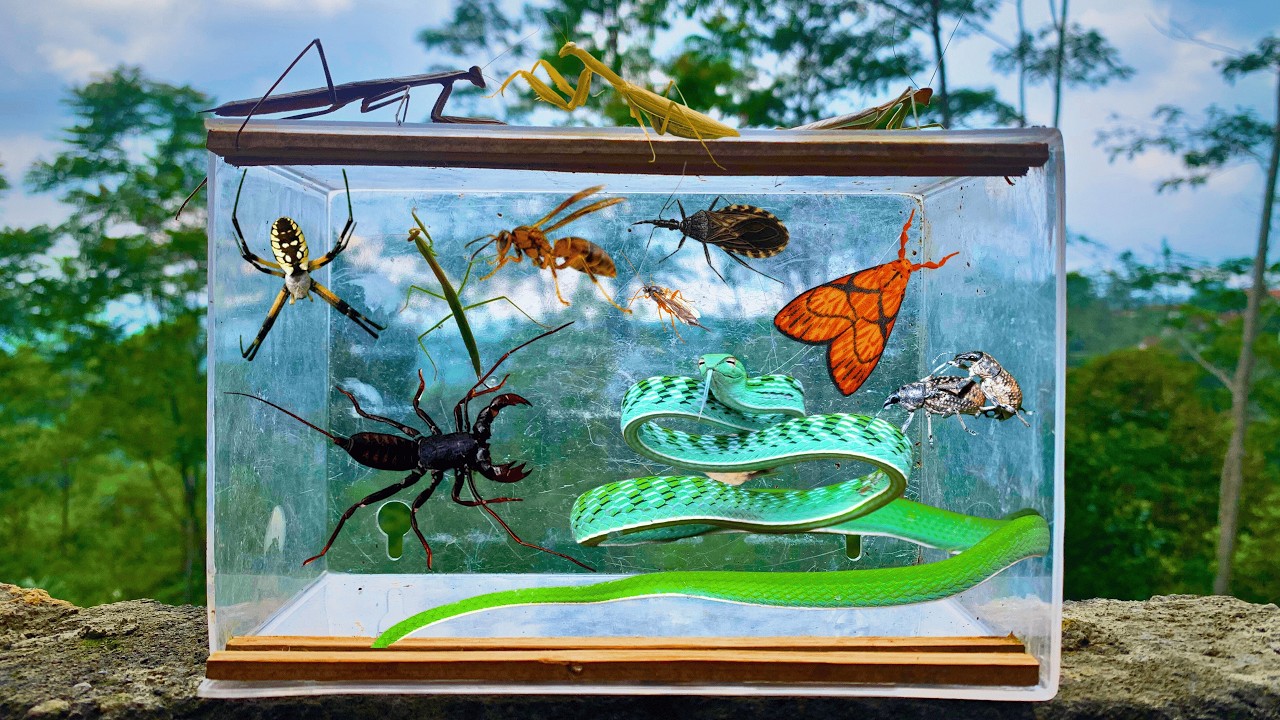 Capturing DEADLY Insects: Mantis, Moth, Snake & Weevil Up Close! - YouTube