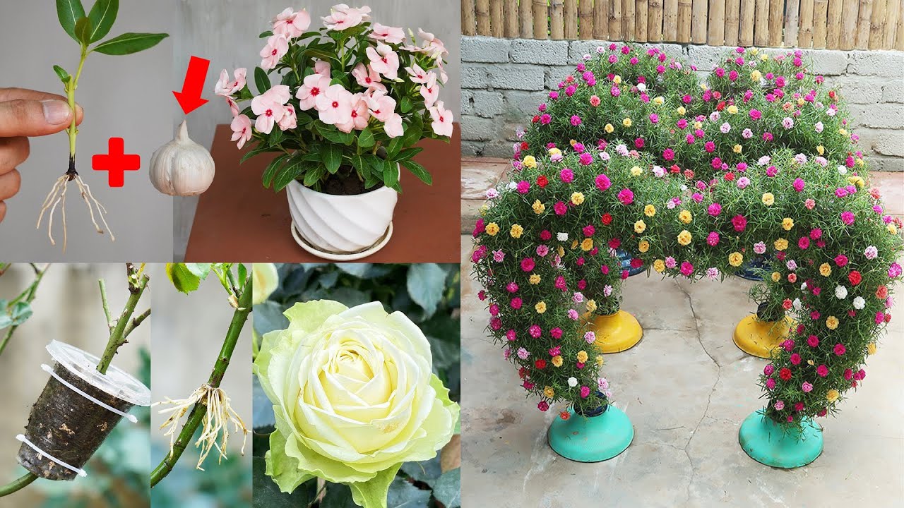 Transforming a Boring Garden into a Blooming Paradise is EASY - YouTube