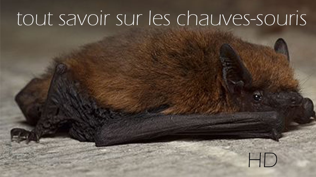 TOUT SAVOIR SUR LES CHAUVES-SOURIS (micro -doc ) - YouTube