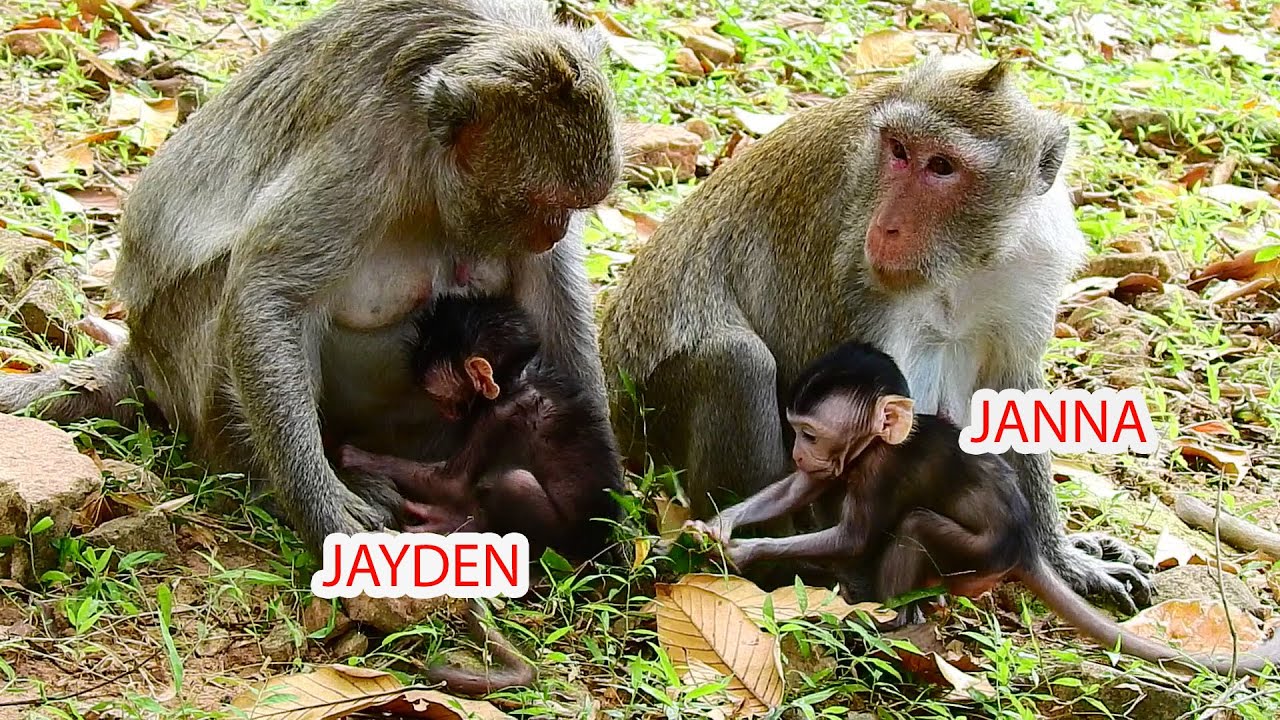 TWO FAMILIES, BABY JANNA VS BABY JAYDEN.#MONKEY - YouTube