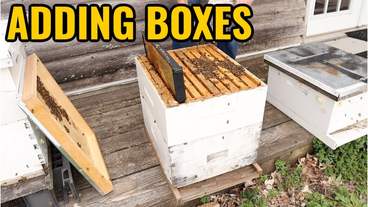 Beekeeping | Adding Boxes To A Caught Swarm & A Frame Tip - YouTube