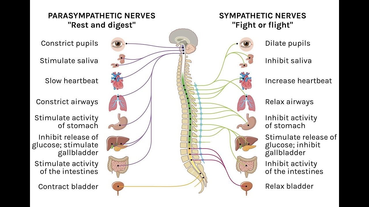 Bryan Tew: Targeting The Sympathetic Nervous System | Community Based ...