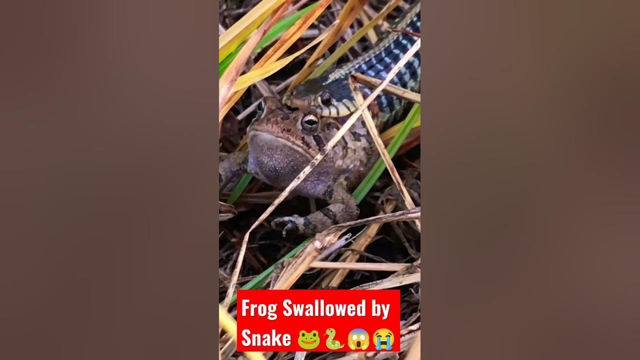 Frog Swallowed by Snake 🐸🐍😱😭 #wildlife #shortsvideo - YouTube