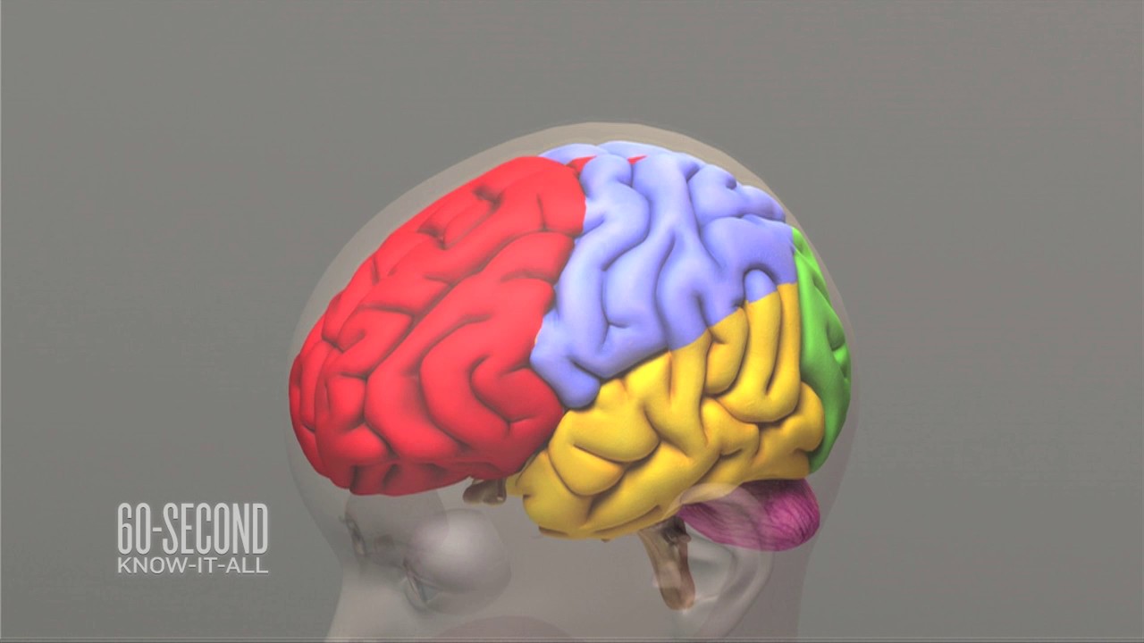 Poverty and the developing brain: 60-Second Know-It-All - YouTube