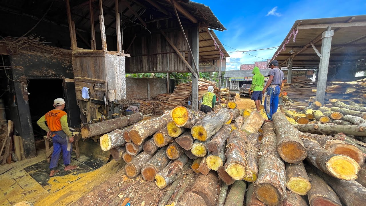 Double Profits!! Just Sawed, A Truckload of Jackfruit Wood Arrives ...