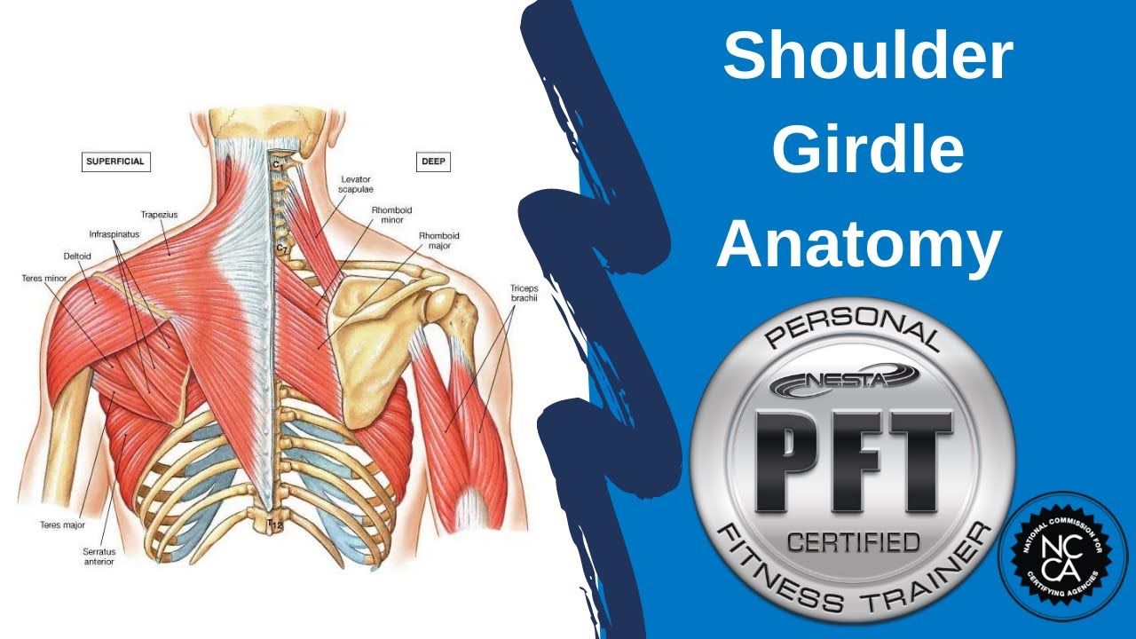 Shoulder Girdle Anatomy Review | Personal Trainer Education - YouTube