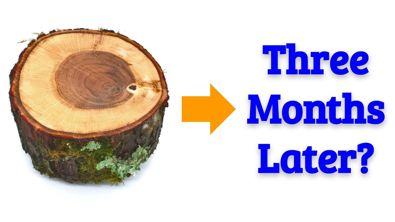 Log Drying Timelapse - YouTube