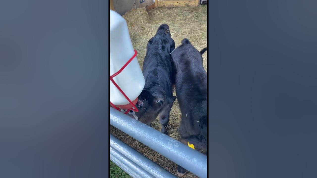 Farm fresh adventures begin! #farmlife - YouTube