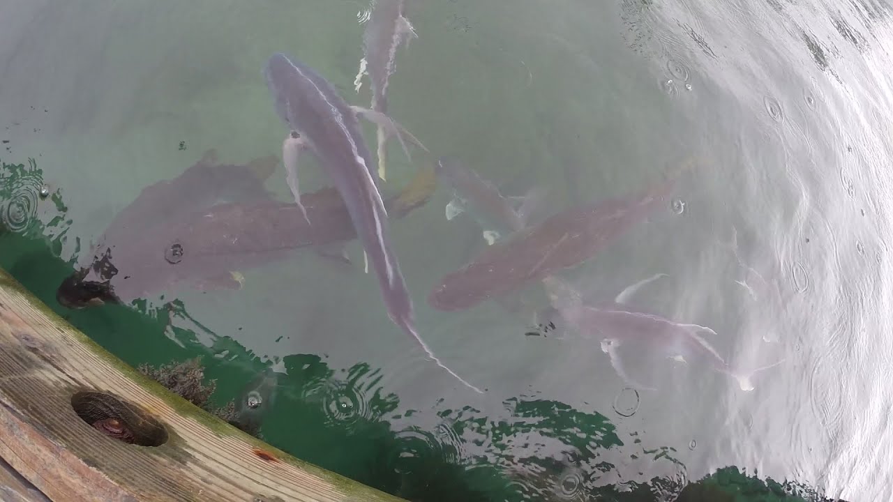 Giant Snooks and Jacks feeding frenzy | @ Jupiter Inlet boat dock - YouTube