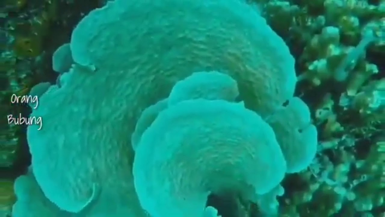 Pulau sambori..morowali sulawesi tengah - YouTube