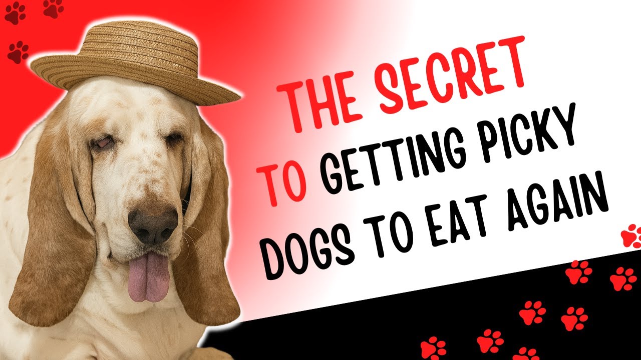 The Secret to Getting Picky Dogs to Eat Again 🐾 | Minnie Pearl’s Story ...