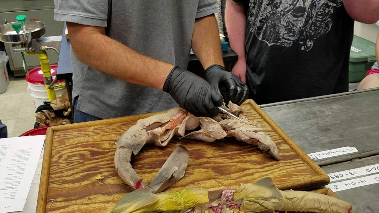 Squalus acanthias (spiny dogfish) circulatory system pt. 1 - YouTube