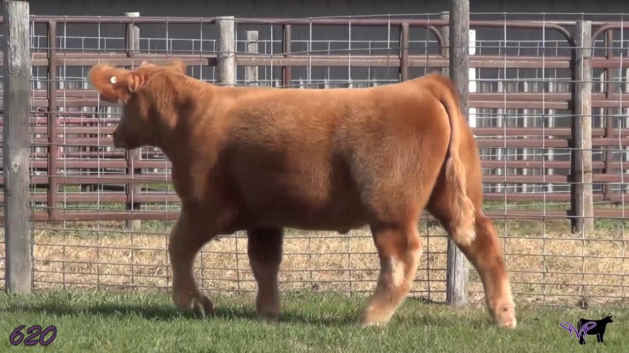 Miller Cattle Nov '16-620 - YouTube