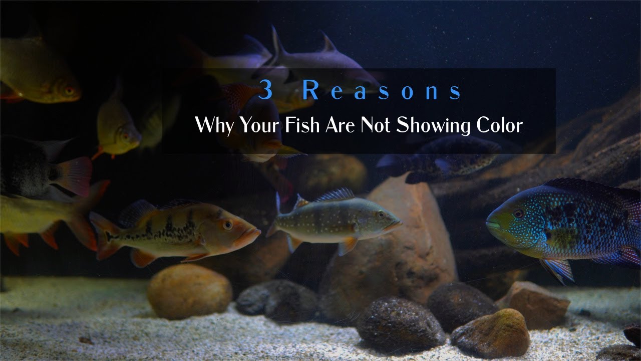 3 Reasons Why You Fish Is NOT Showing Color - YouTube