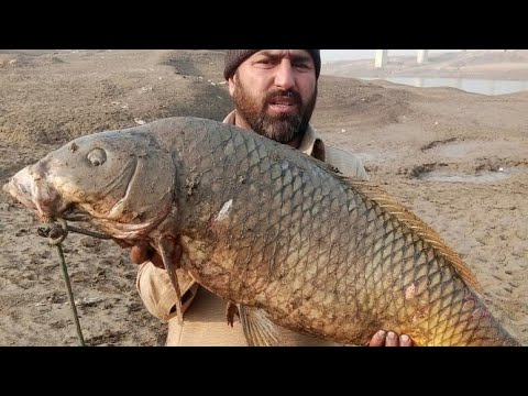 Mangla dam||latest fishing today||haryam pul||catch big size carp fish ...