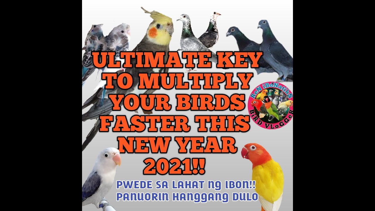 BEST TECHNIQUE TO MULTIPLY YOUR BIRDS FAST.. APPLICABLE TO ALL BIRDS ...