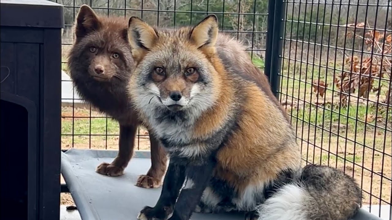 The rescued furfarm foxes are settling in! - YouTube