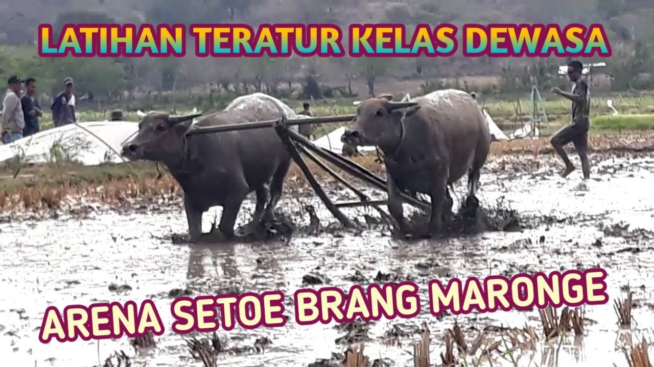 LATIHAN TERATUR KELAS DEWASA ARENA MARONGE - YouTube