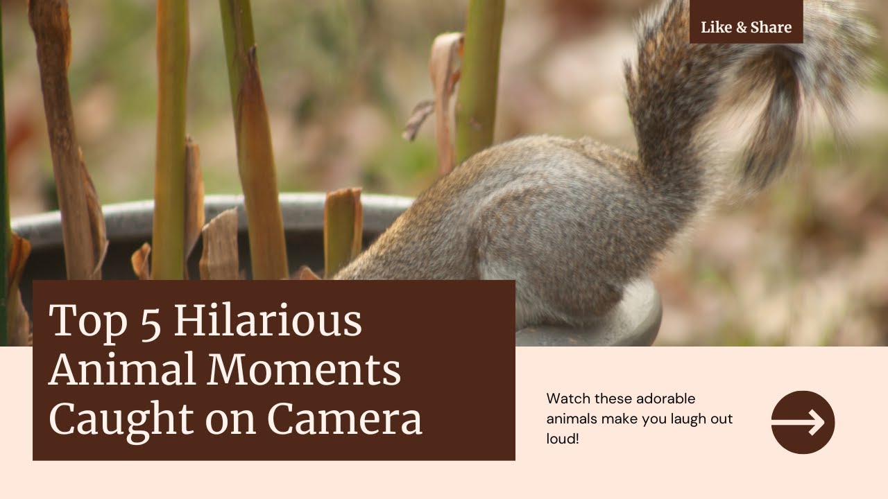 Top 5 Hilarious Animal Moments Caught on Camera | You Won't Stop ...