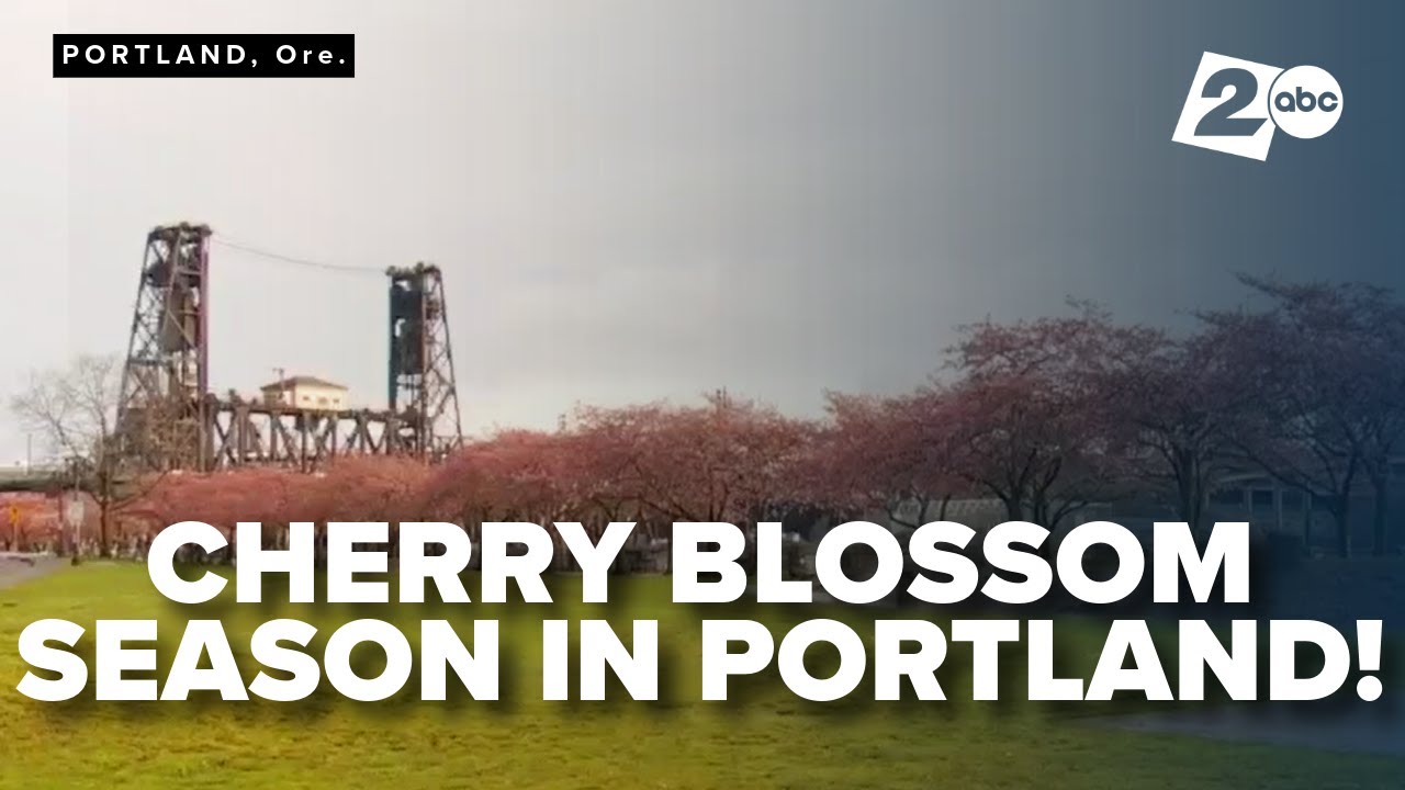 Cherry blossom season is almost in full bloom for Portland along ...