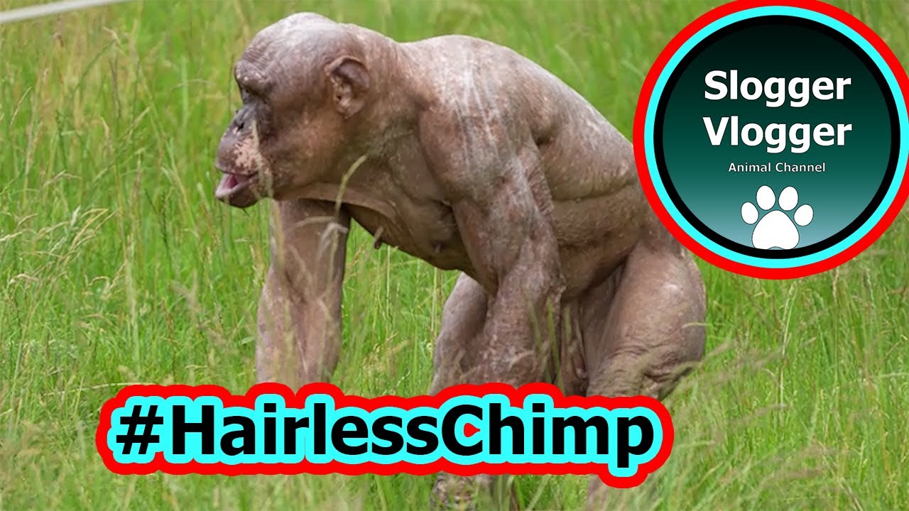 Hairless Chimps' Stroll Through Chimpanzee Eden - YouTube