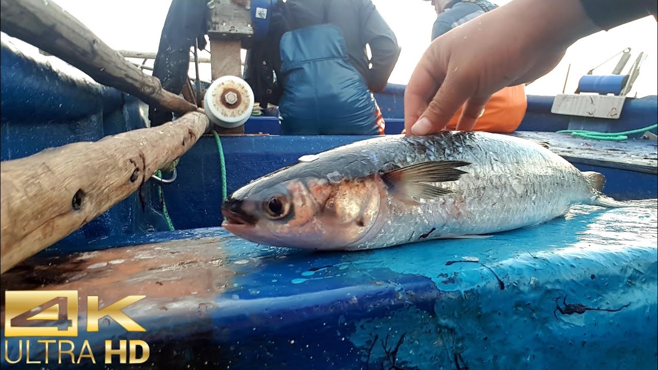 Pescado Lisa ¿para que sirve? ¿QUE VALOR TIENE? - YouTube