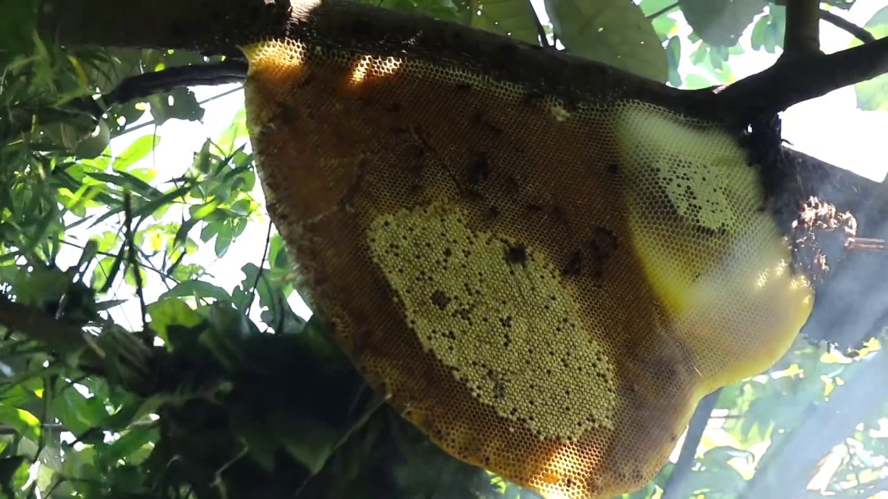 Easy And Safe Harvesting Giant Honey Bees And Eating Delicious By ...