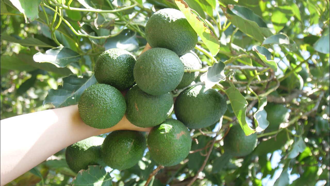 How to Plant an Avocado Tree | Reed Avocado Tree | Zerala Rootstock ...