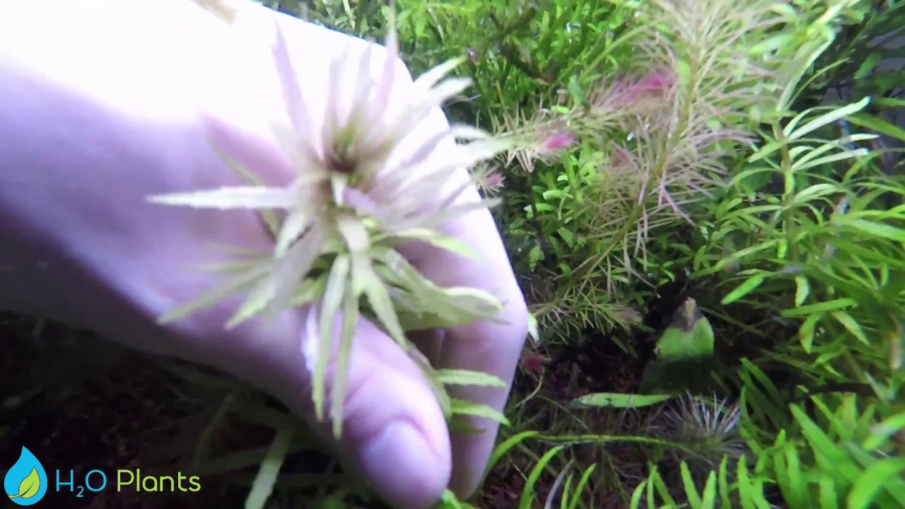 HOW TO TRIM STEM PLANTS! | DAILY TRIM 11 - YouTube