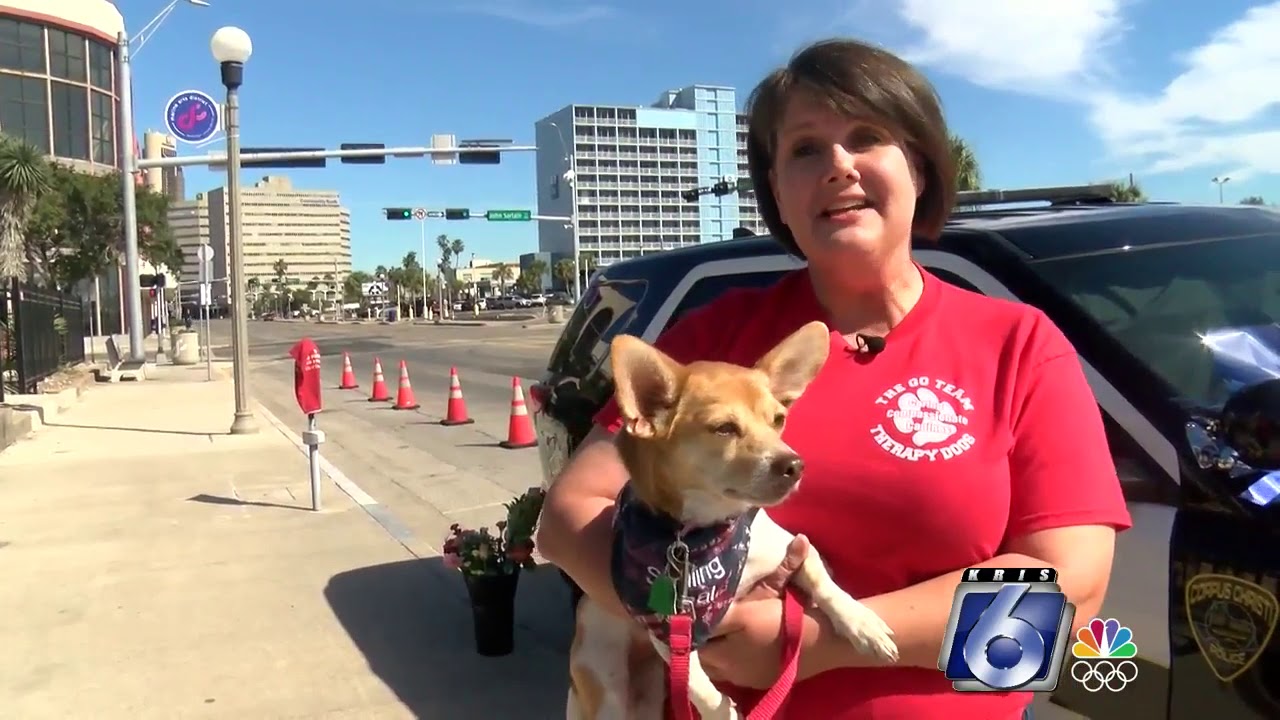 Go Team Therapy Dogs - YouTube