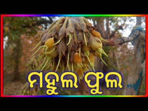 MAHUA FLOWERS // MADHUCA LONGIFOLIA //MAHUA PLANT - YouTube