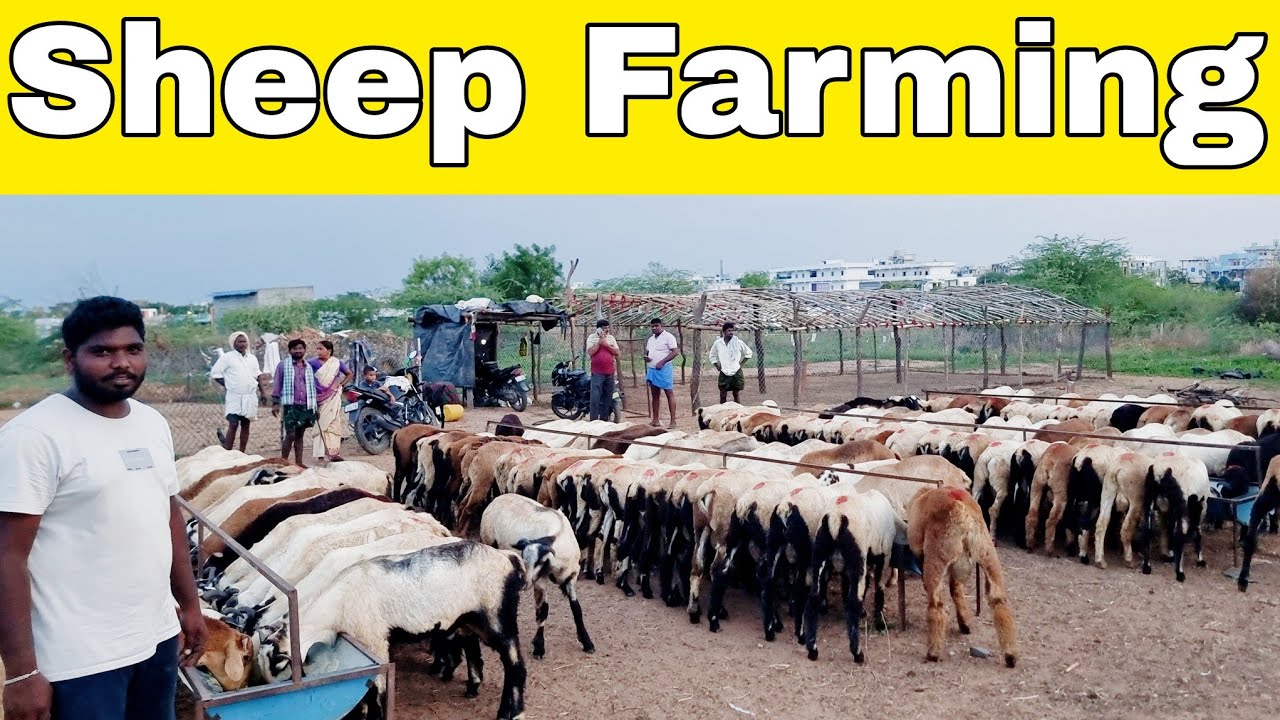 big size nellore jodipi sheep farming in pebbair-livestock farming ...