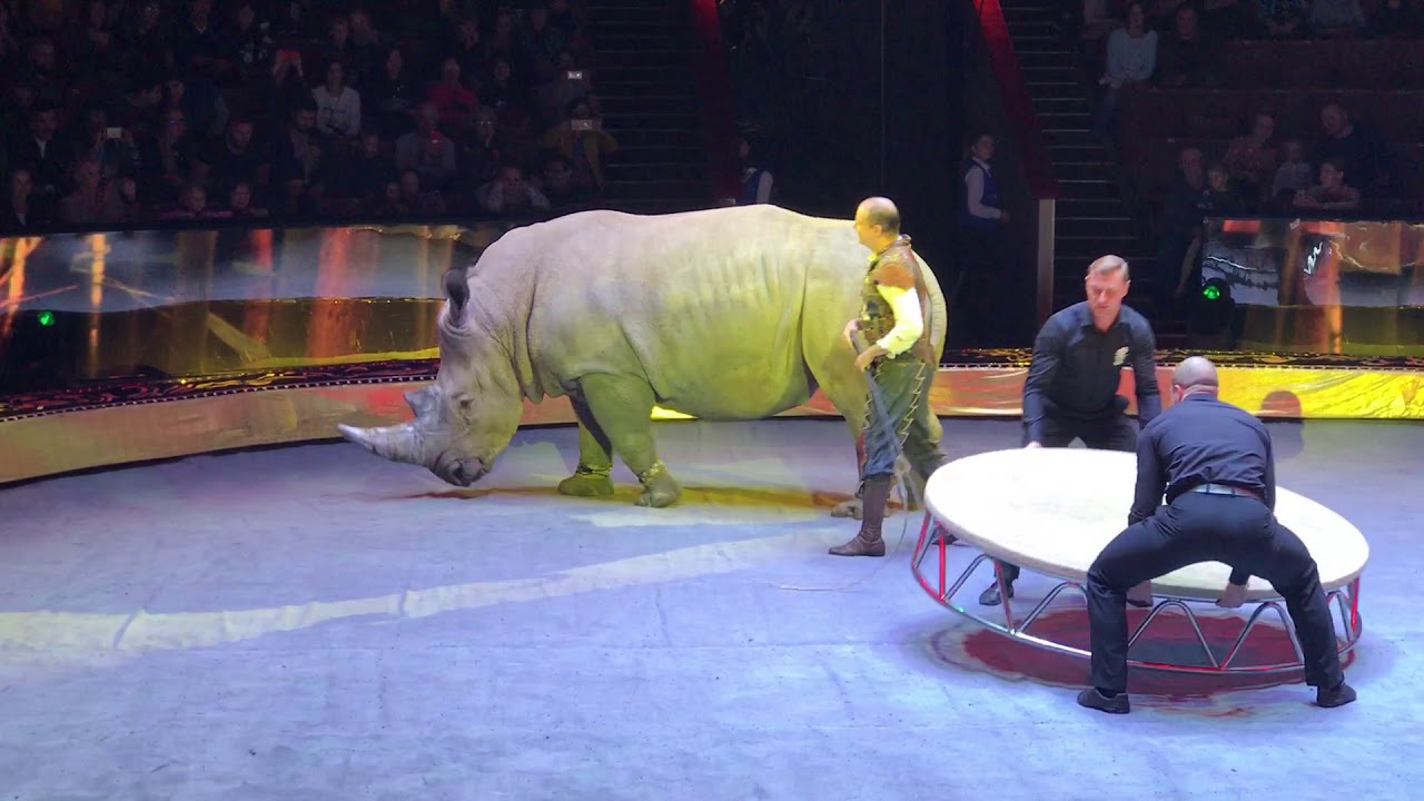 170923 Russia - Circus Rhino - YouTube