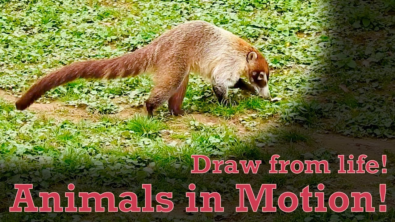 Draw from Life - Animals in Motion #33 - Coati - YouTube