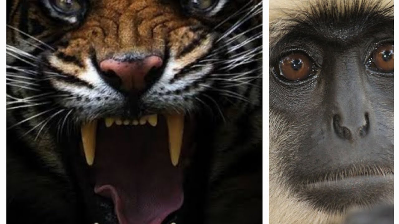Tigress Vs Langoor #leafmonkey #attack #tigress - YouTube