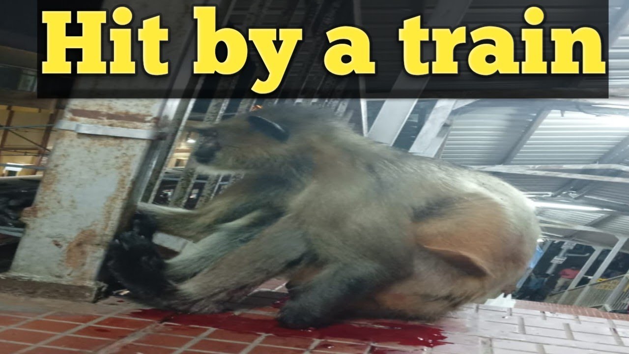 The monkey was hit by the train #animal #animallovers #animals #monkey ...