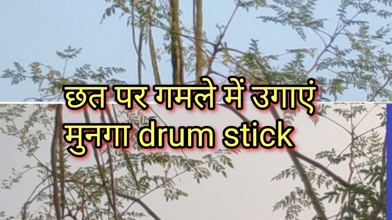 Drumstick Trees: The Ultimate Container Gardening Solution - YouTube