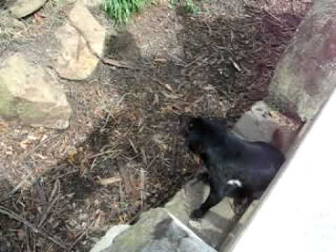 Tasmanian Devils with decent sound - YouTube