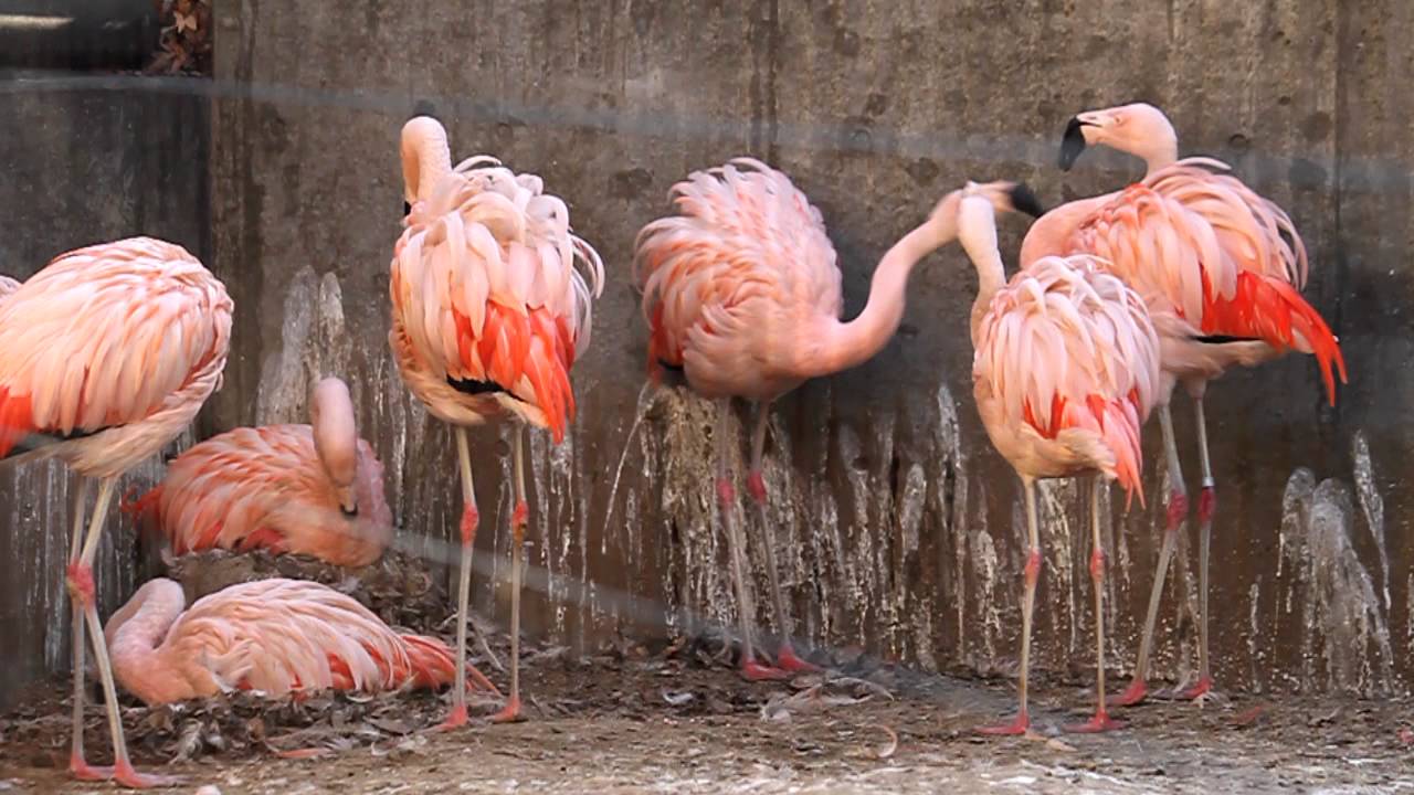 Cry of Pink Flamingos ～フラミンゴの鳴き声～ - YouTube