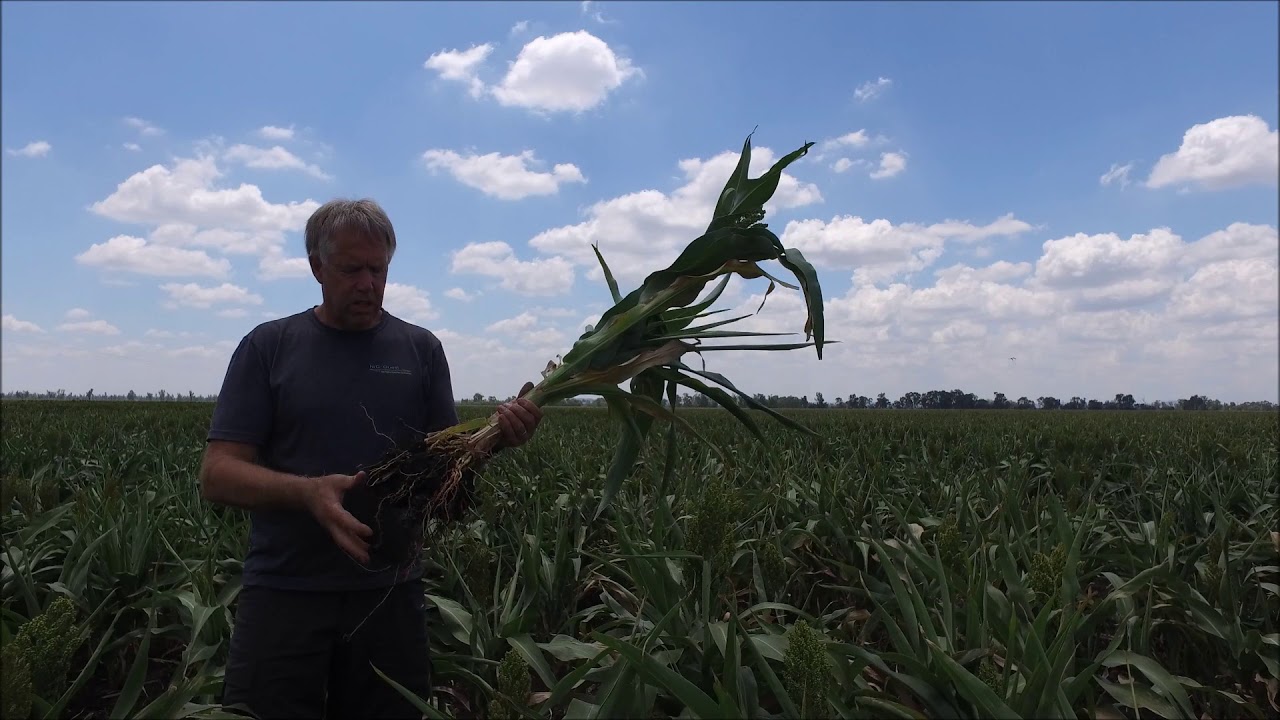 Bio-Agtive Sorghum Crop Queensland, AUS - YouTube