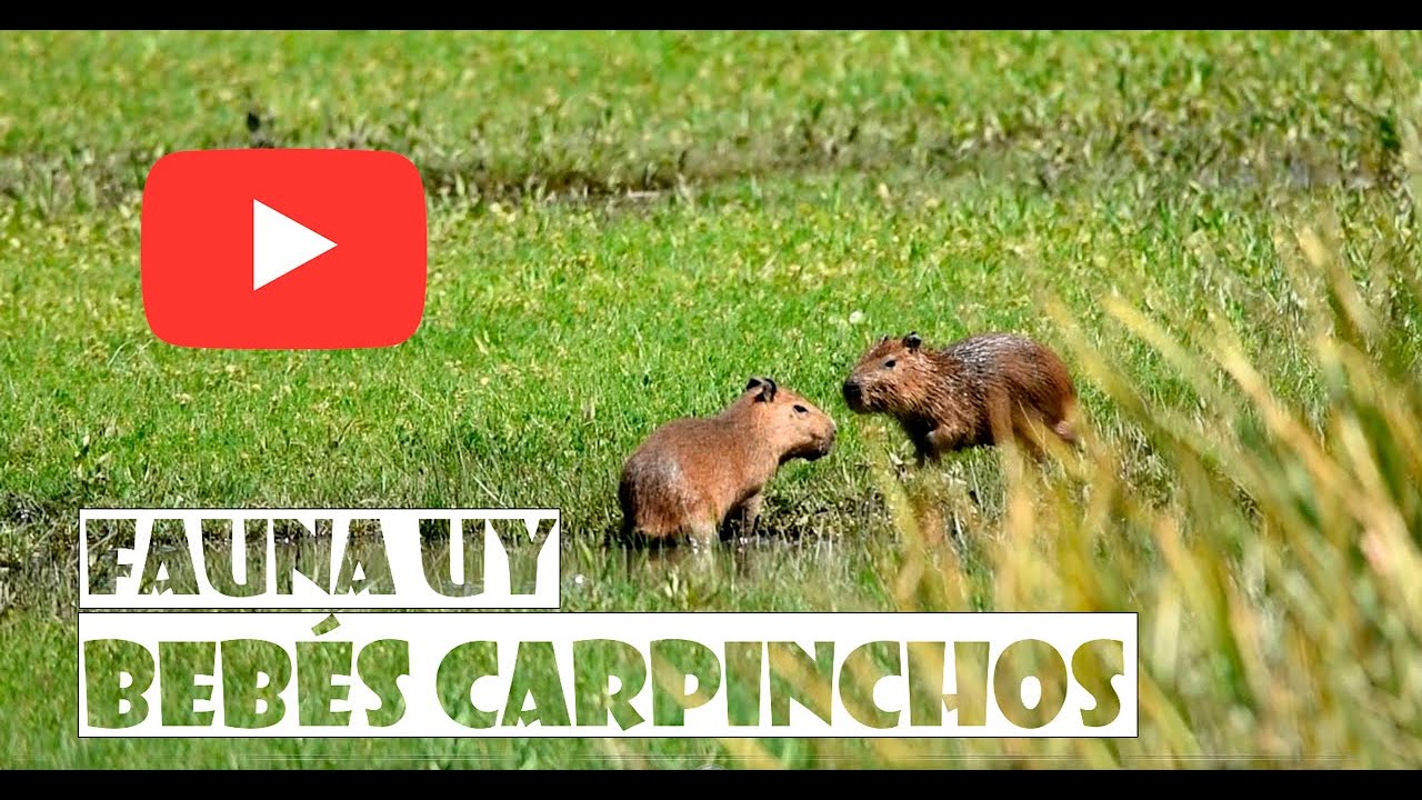 Carpinchos bebés diviertiéndose - Capibara - Chigüiro (Hydrochoerus ...
