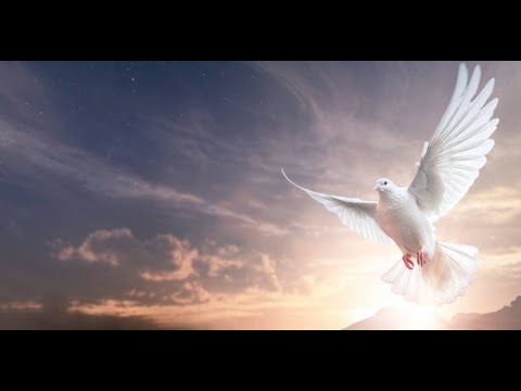 10 Most Peaceful Animals: A Countdown - YouTube
