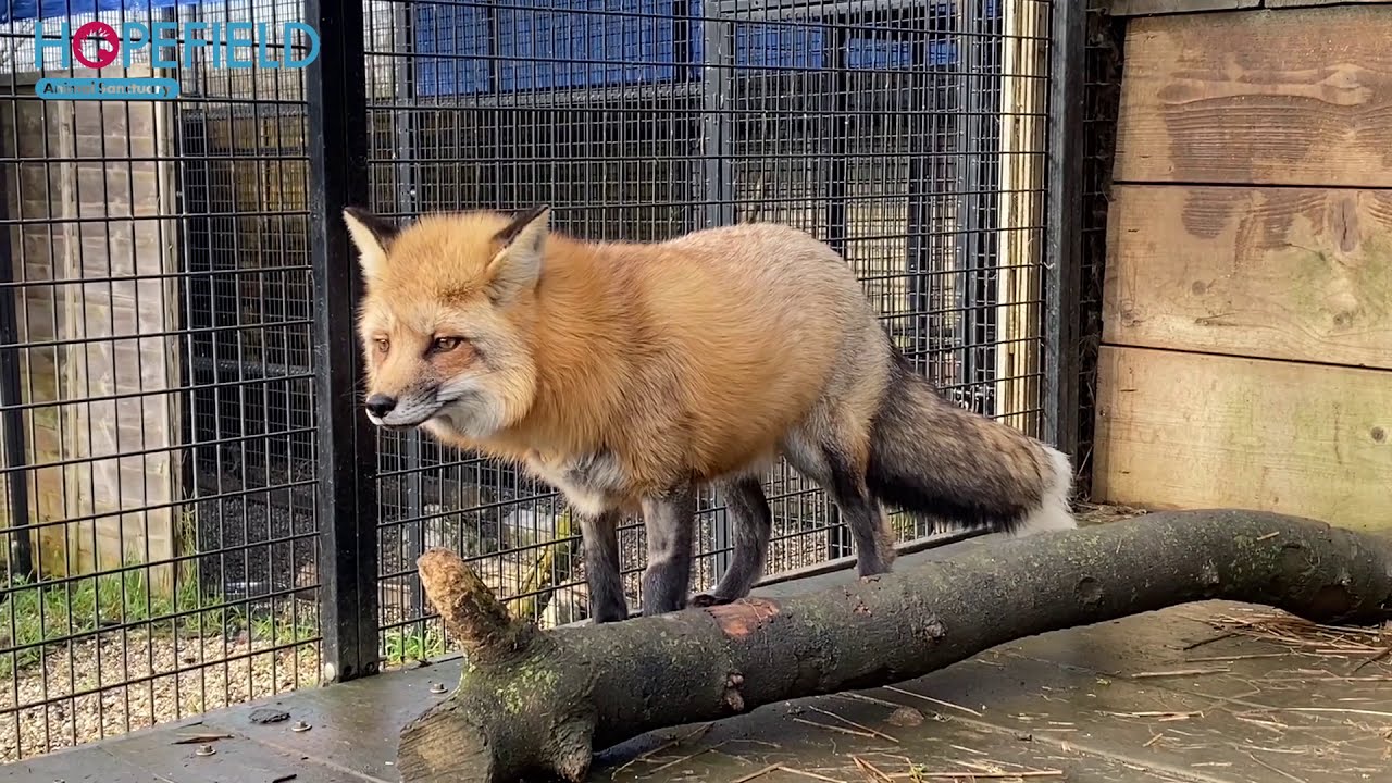Cleaning The Foxes' Den- Hopefield Animal Sanctuary - YouTube
